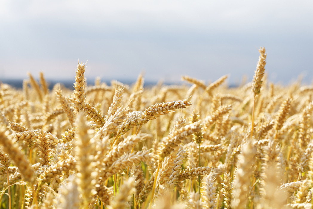 Urgetreide - GoodMills Innovation