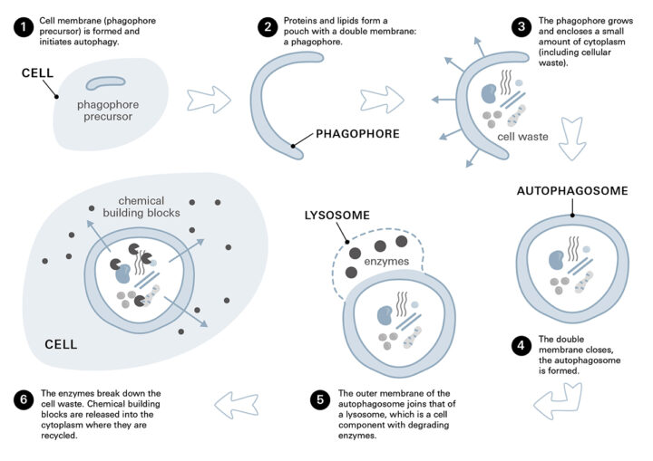 SpermidineEvo® wheatgerm concentrate: Stop the clock with natural ...